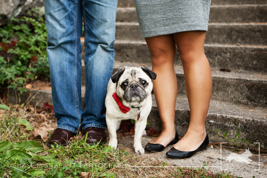 Butters | Pug | Mike & Joy Engagement Session » Chase & Snap Pet ...